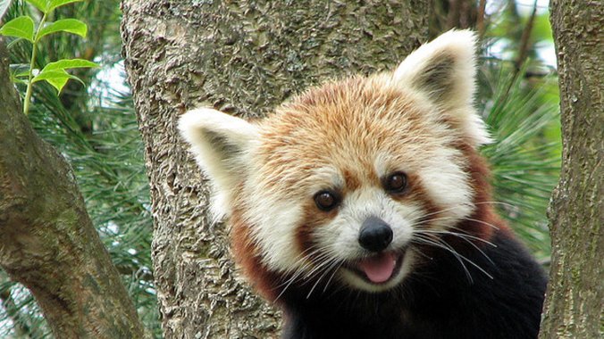 Crvena panda prošetala Tokiom | pink.rs