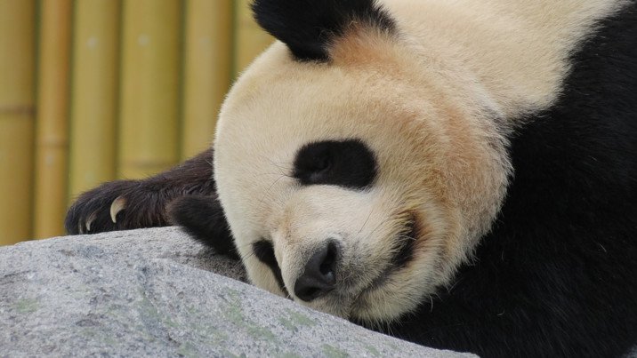 pink.rs | Zoo vrt ima posebnu aktrakciju - panda koja slika (FOTO)