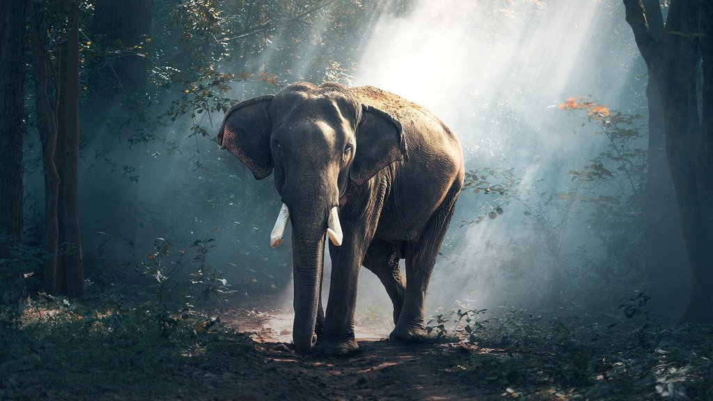 POTRESAN SNIMAK KRUŽI DRUŠTVENIM MREŽAMA: Slonica pokušava da OŽIVI ...