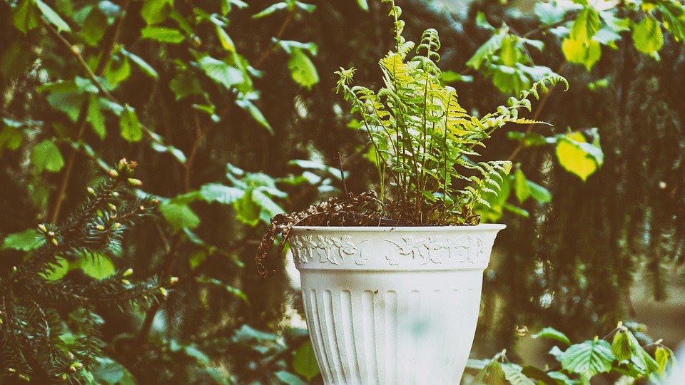 Stavite ovo u saksiju kad sadite cveće, nikad neće da uvene | pink.rs