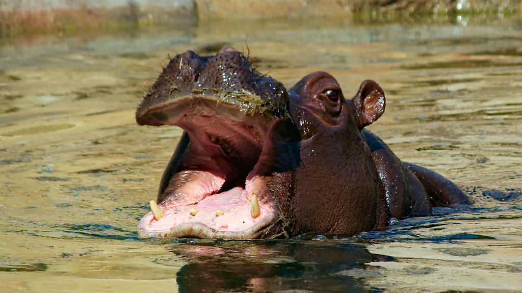 NILSKI KONJ PREVRNUO ČAMAC PUN LJUDI! Tragedija na Obali Slonovače ...