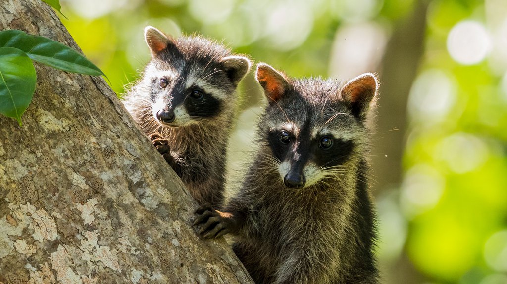 Ženu terorisalo 100 gladnih rakuna: Hranila ih godinama, a onda su ...