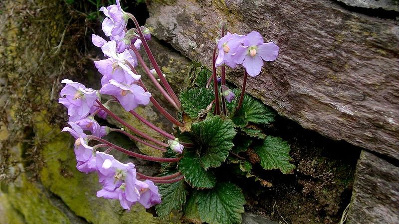BILJKA KOJA NE UMIRE, SIMBOL VASKRSA SRBIJE! Šta predstavlja Natalijina ...
