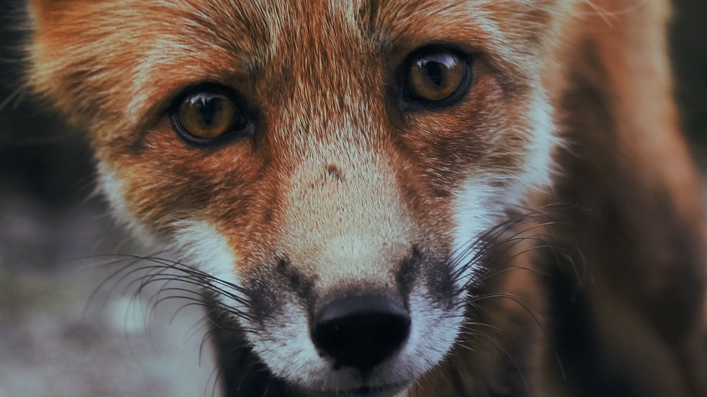 LISICA SE OPET PROŠETALA PO NOVOM SADU! Čim je videla ljude, odmah je zbrisala! (VIDEO) | pink.rs