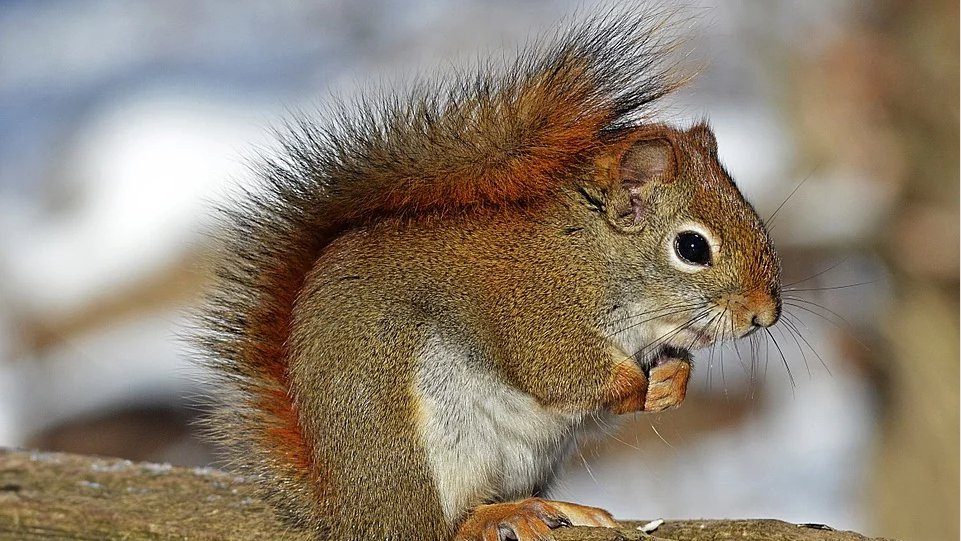 pink.rs | Kengur ne može da skoči ako mu REP NIJE NA ZEMLJI, a veverice ...
