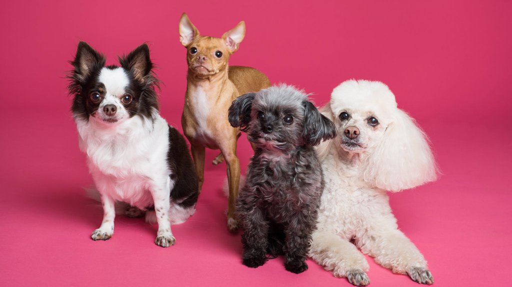 Znate li koja je jedina rasa pasa koja ne laje? | pink.rs