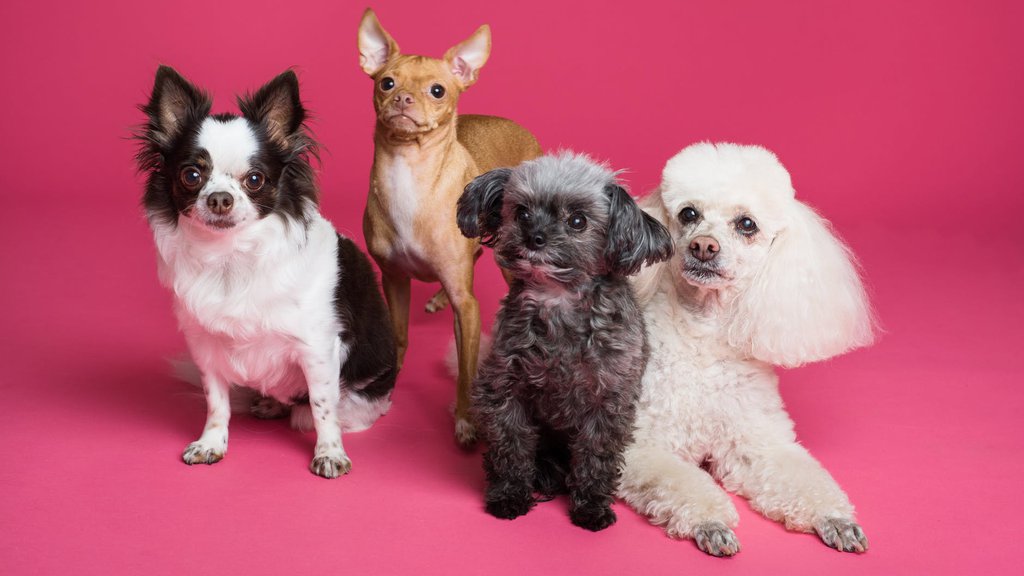 Ovi psi su idealni za starije i usamljene osobe, sigurno će vas ...