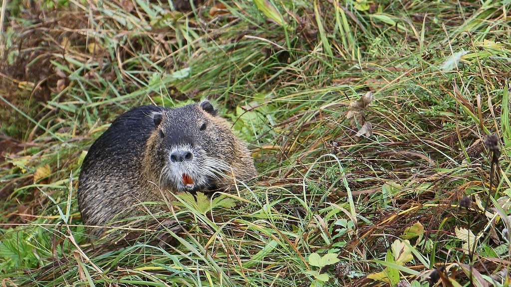 DABAR SE VRATIO U SRBIJU POSLE 100 GODINA! Ove životinje mogu da uruše ...