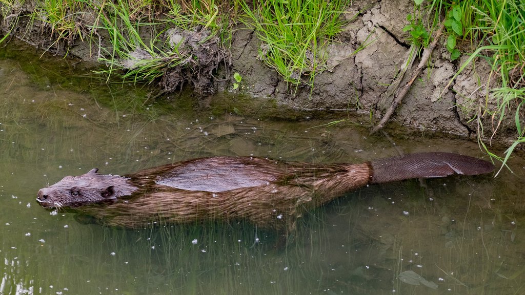 ZVERKA OD 30 KG MNOGIMA U HRVATSKOJ ZADAJE GLAVOBOLJU - Vraćena u ...