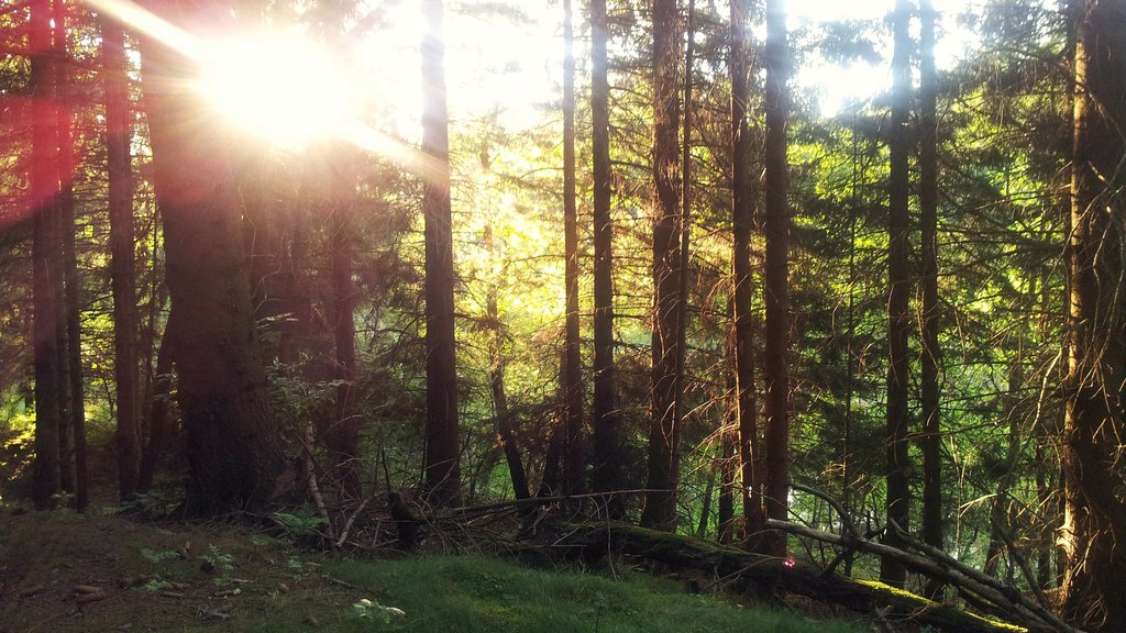 TRAGOVI VELIKE ZVERI NAĐENI NA SRPSKOJ PLANINI: Prizor sve šokirao ...