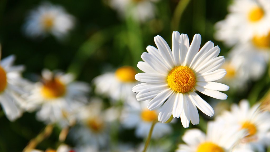 pink.rs | NAJLEKOVITIJE POLJSKO CVEĆE: BELA RADA leči reumu, jetru i ...