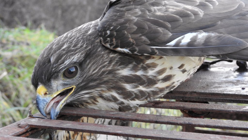 Pritvor za krivolovca zaštićene ptice grabljivice | pink.rs