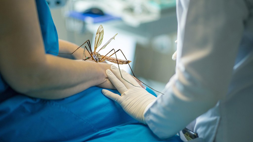 Ubodi insekata nisu uvek bezopasni: Savet stručnjaka - Kada je dovoljno ...