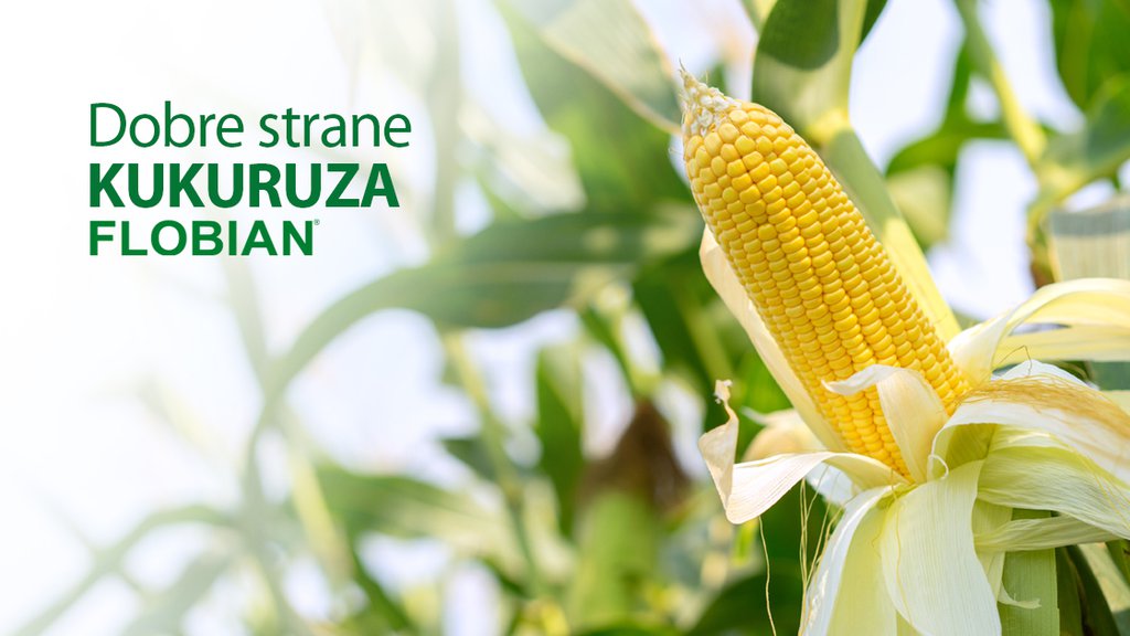 Kukuruz- evropsko nasleđe iz Amerike | pink.rs