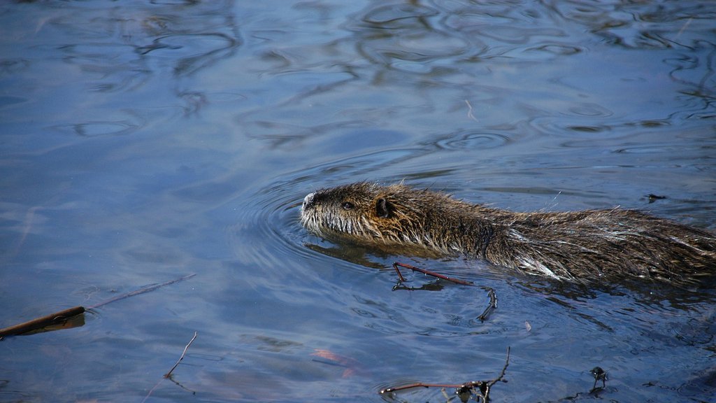 OGROMNI VODENI PACOV ŠETA PO KRNJAČI: Težak je skoro 8 kilograma, ljudi ...