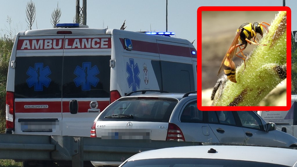 Jeziva ispovest žene koja je preživela ujed stršljena: Osetila sam jak ...