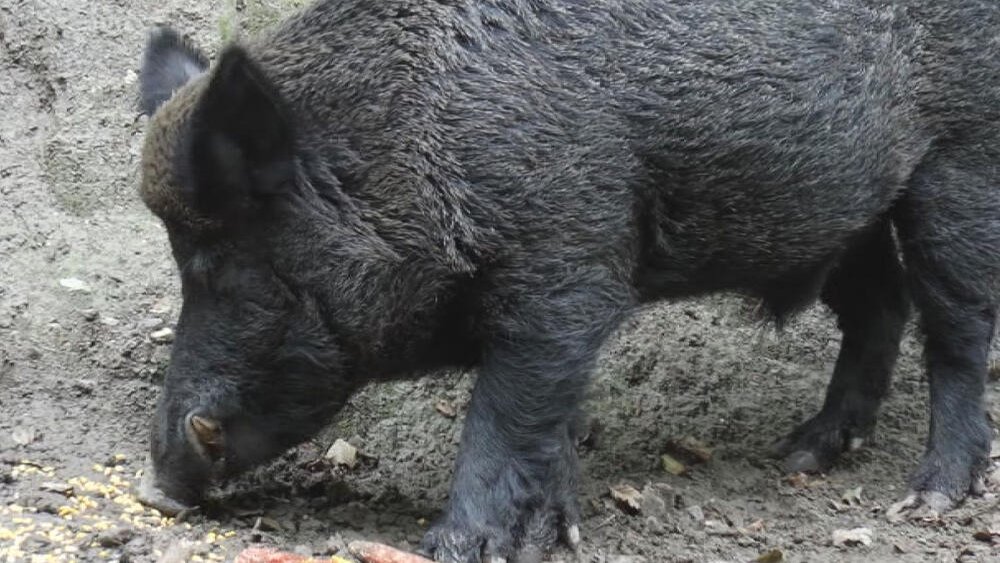 NEMAČKI VEPROVI SU RADIOAKTIVNI!? Od nuklearne katastrofe u Černobilju nivo cezijuma smanjio se ...