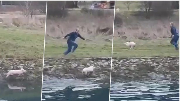 PRASE POBEGLO OD RAŽNJA - Objavljen hit snimak na društvenim mrežama ...