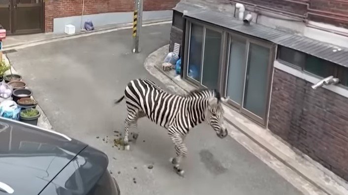 ZEBRA POBEGLA IZ ZOO VRTA! Tri sata slobodno šetala ulicama Seula ...