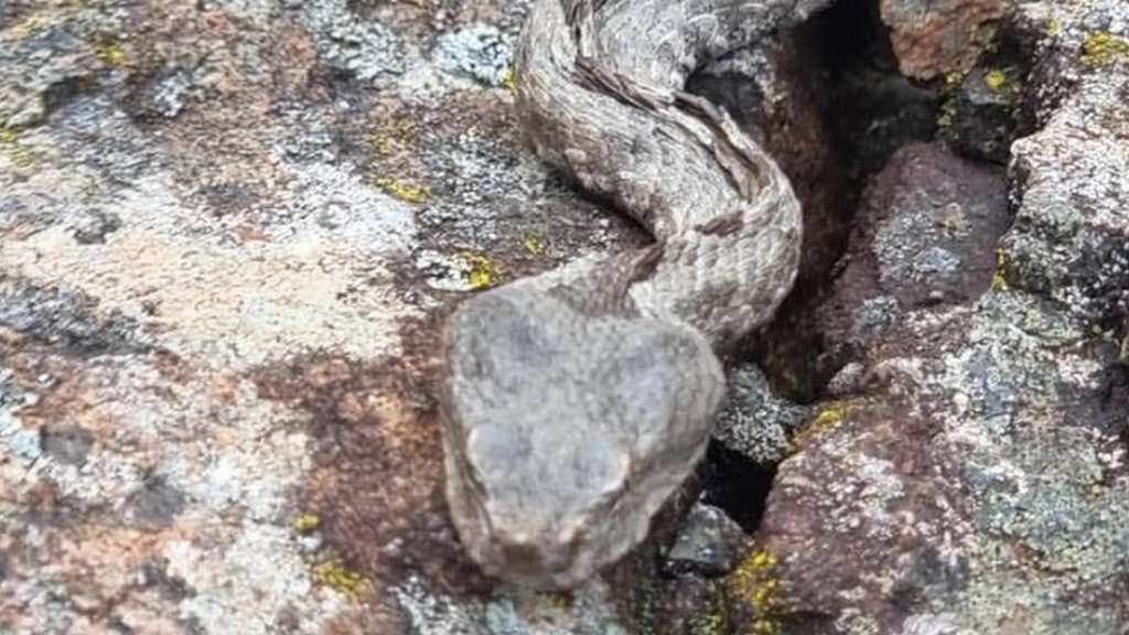 I ZMIJE SE ZBUNILE, POSKOK SNIMLJEN NA TARI! Umesto da spava, on se ...