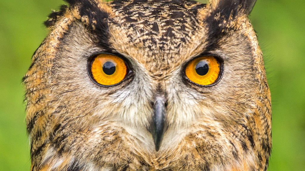 Počinje sezona 'iskakanja' mladunaca sove utine iz gnezda: Evo šta ...