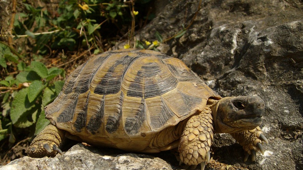 NEVEROVATNO OTKRIĆE! Kornjače bi mogle da budu KLJUČ za pronalaženje leka protiv raka: Ovo ih ...