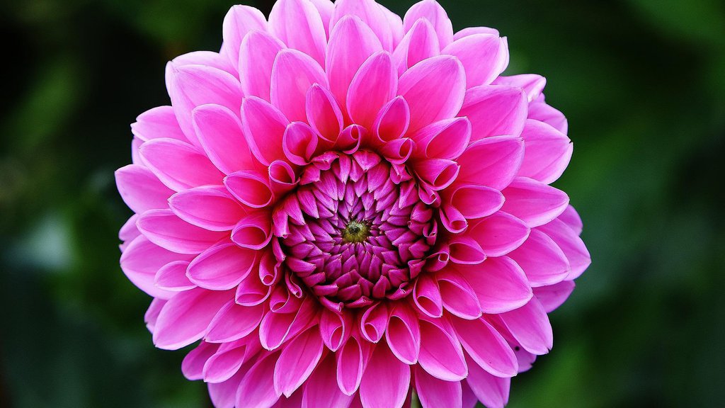 Ovaj predivni cvet dolazi u više od 40 boja - Pravi je ukras letnje ...