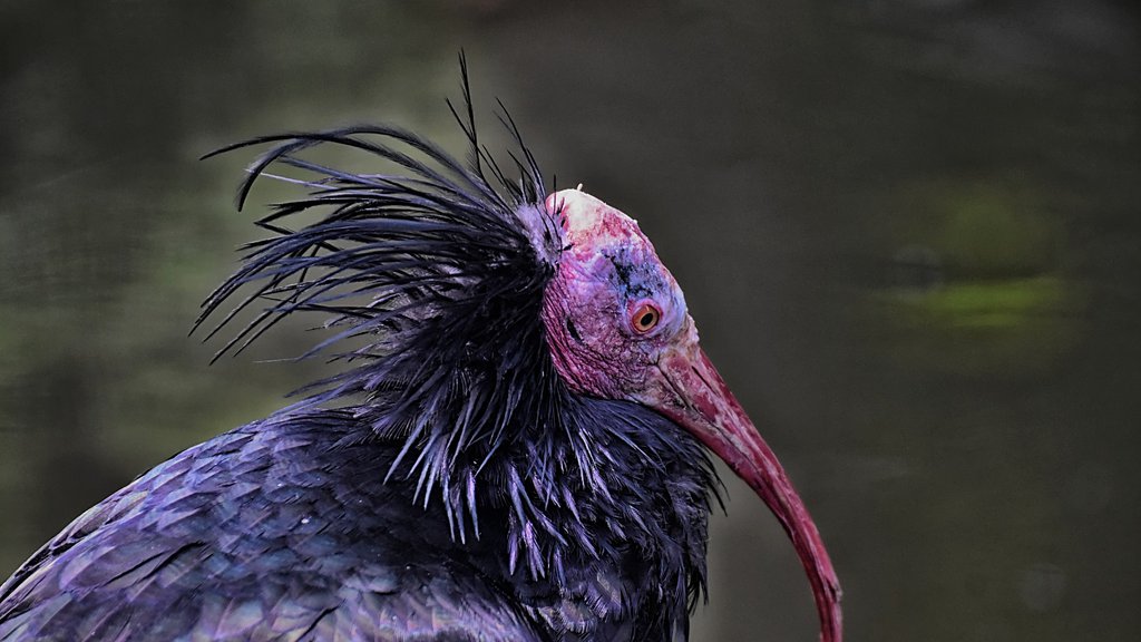 ĆELAVI IBIS PONOVO U SARAJEVU: Retka ptica poznata po VERNOSTI, mužjak i ženka zajedno celog ...