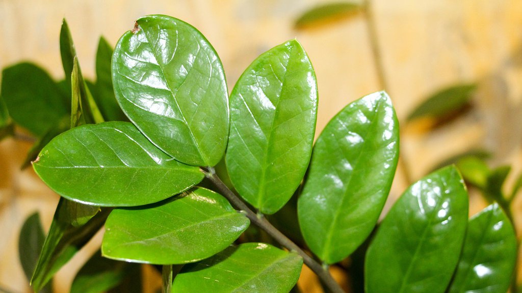 ŠTO VIŠE LISTOVA, VIŠE PARA! Uz ovaj tajni ‘eliksir’ zamija raste kao luda: Izbacuje nove ...